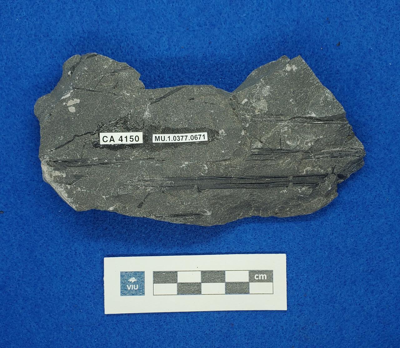 Cretaceous Plant Fossils of the Cranberry Arms Suite