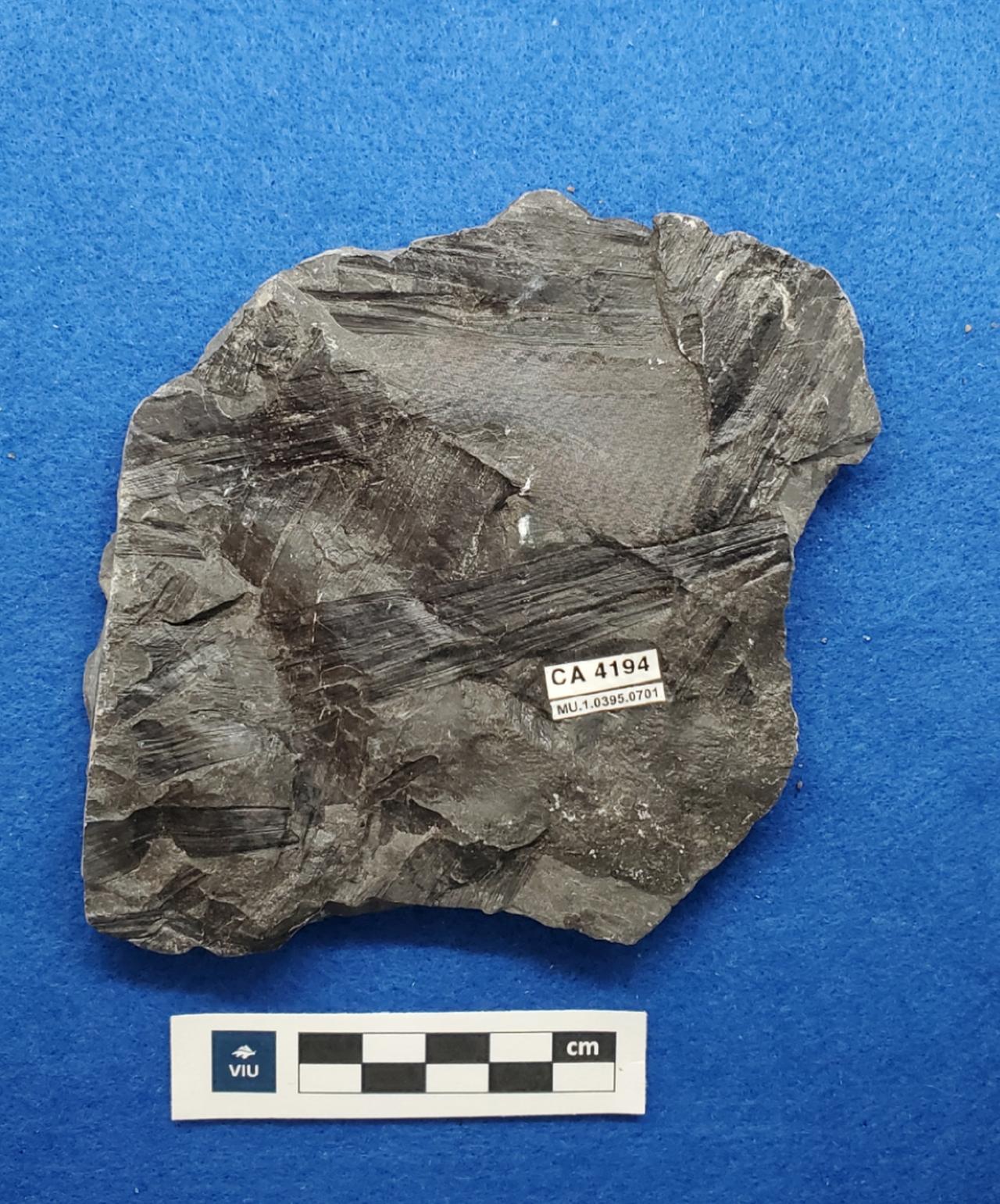 Cretaceous Plant Fossils of the Cranberry Arms Suite